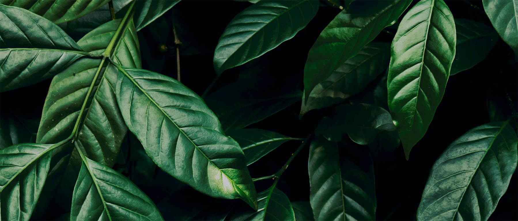 Eco-range of Signs & Graphics by Signs Express